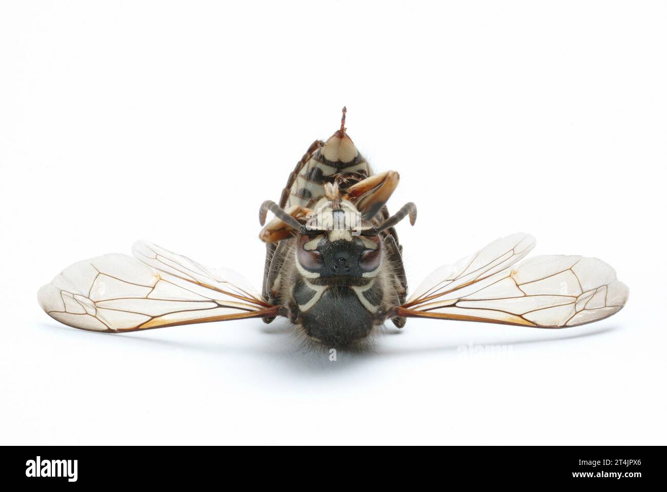 Dead wasp with stinger close up on white background Stock Photo - Alamy