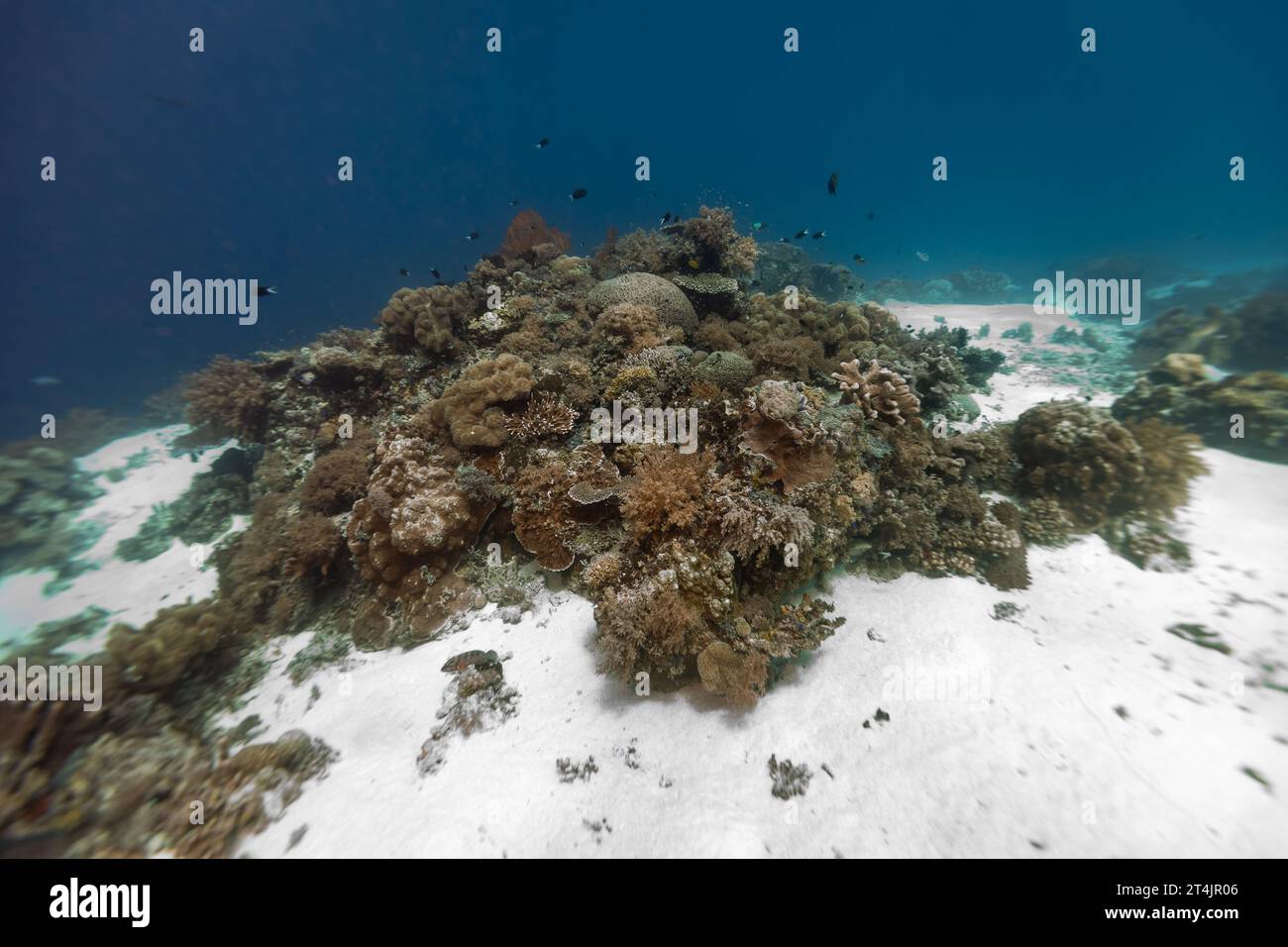 Colony of hard and soft corals grows in the white sands of a tropical ...