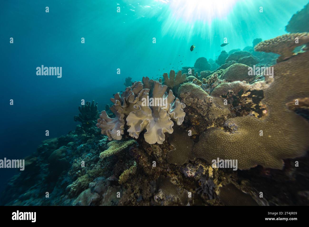 Sunbeams shine down on coral reef with leather coral, Sinularia, head ...