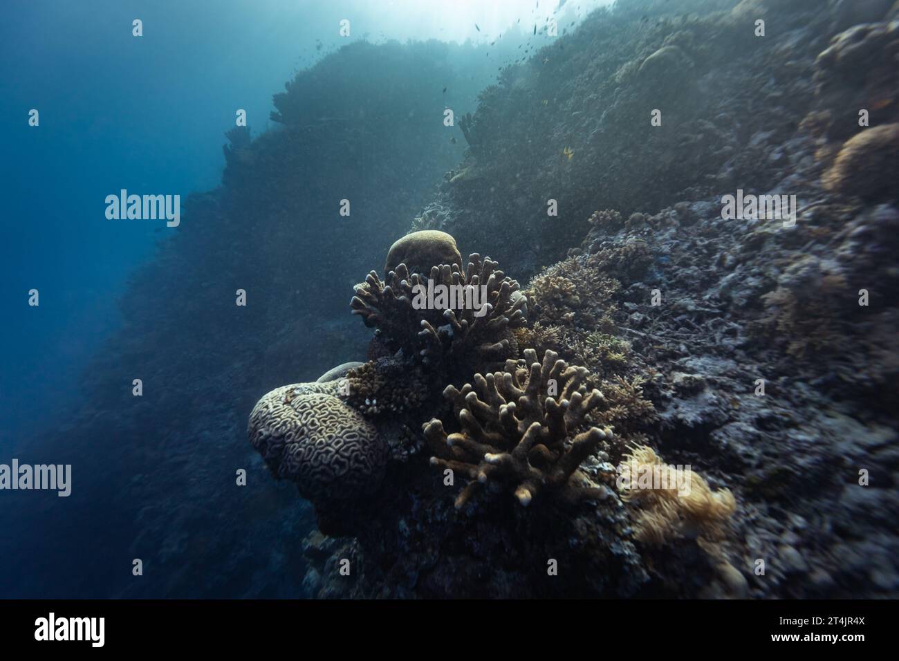 Coral formation hi-res stock photography and images - Alamy