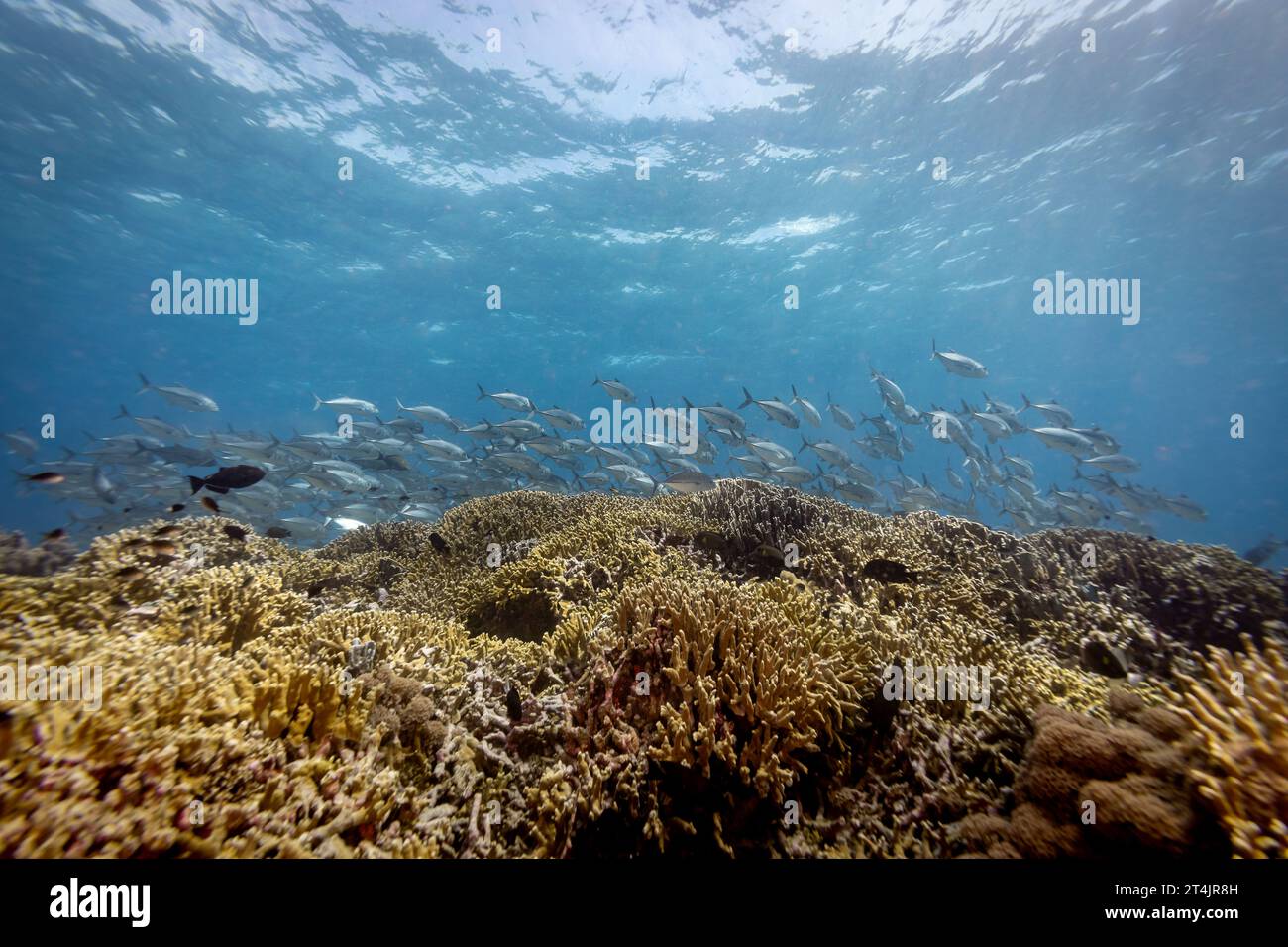 Silver jack hi-res stock photography and images - Alamy