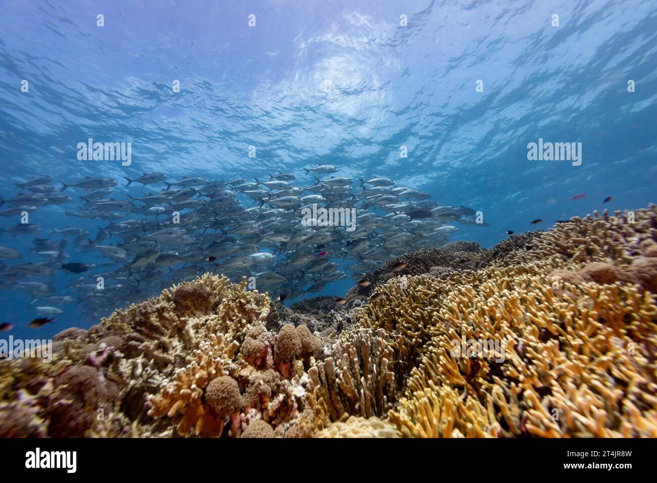 School of silver jack fish swim acoss top of colorful coral reef in ...