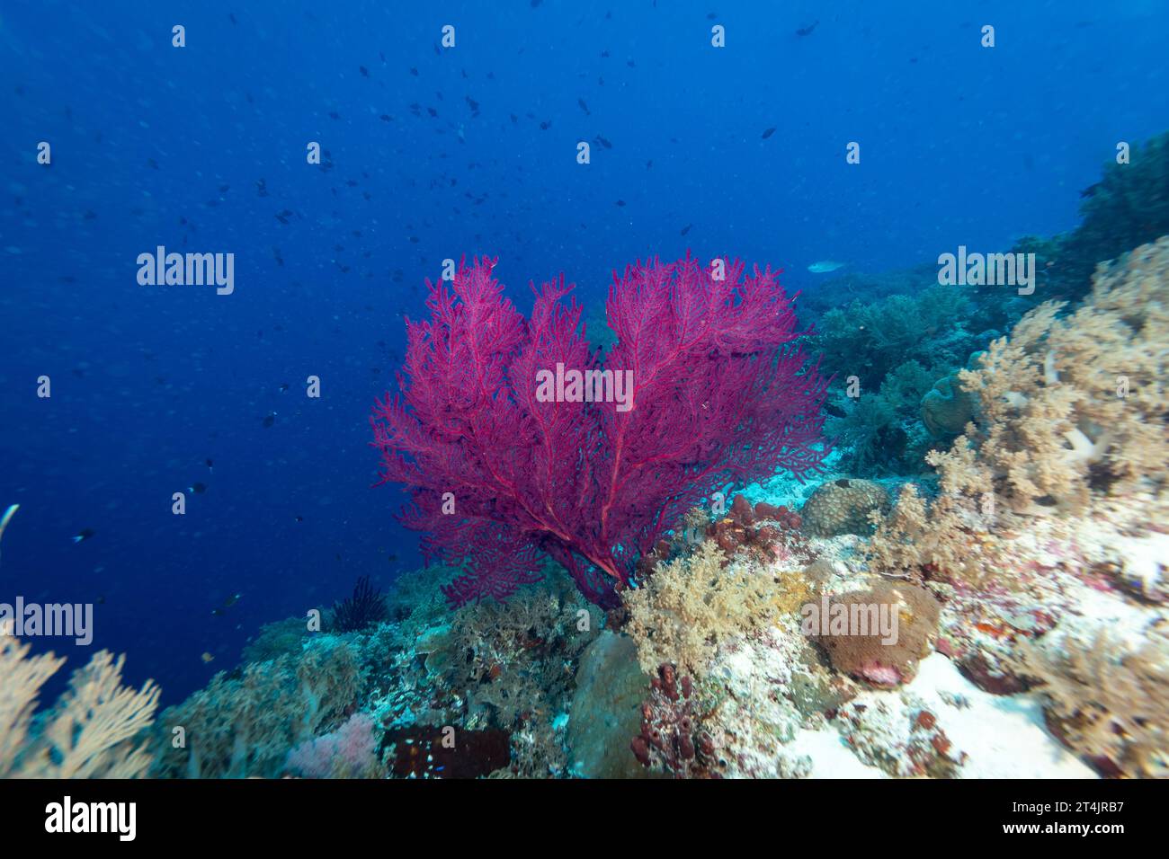 Giant colorful purple gorgonian sea fan corals spreads wide and feeds ...