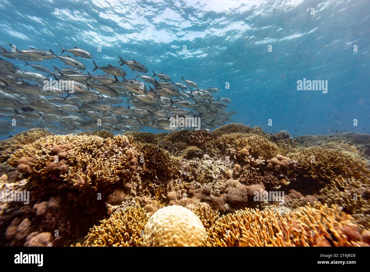 Jack fish hi-res stock photography and images - Alamy
