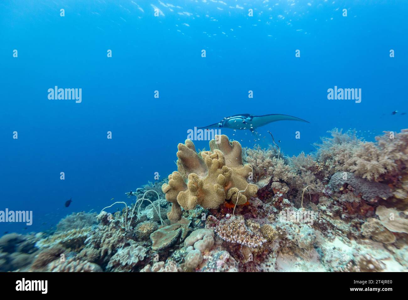 Manta ray, Cephalopterus manta, glides over coral reef cleaning station ...
