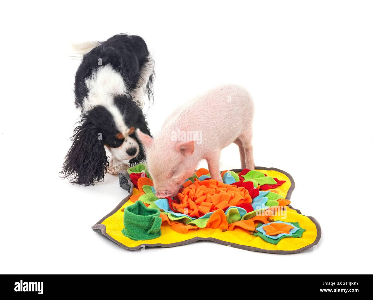 pink miniature pig and dog in front of white background Stock Photo - Alamy