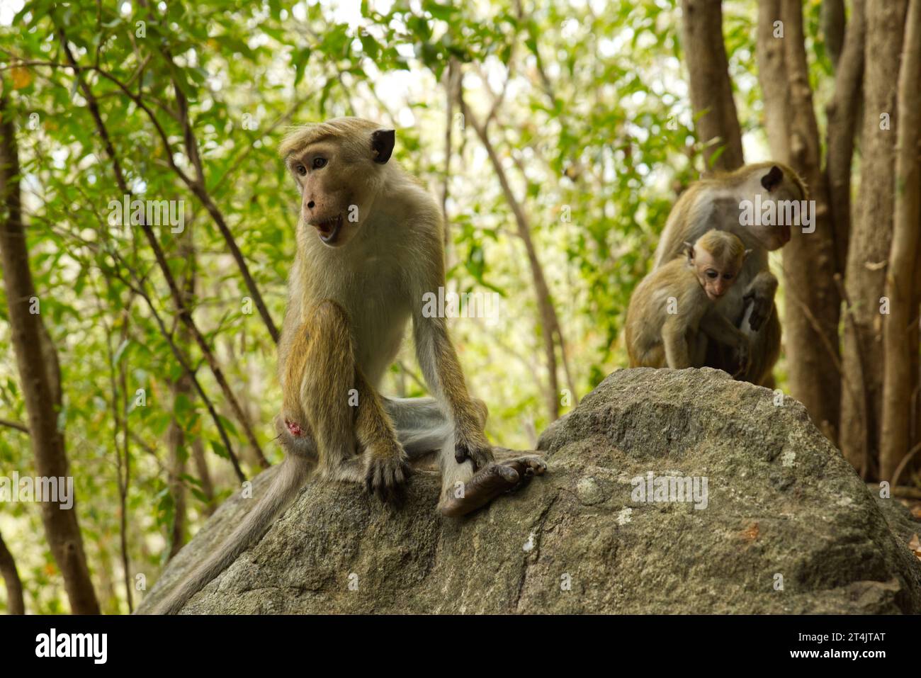 Beauty of sri lankan nature hi-res stock photography and images - Alamy