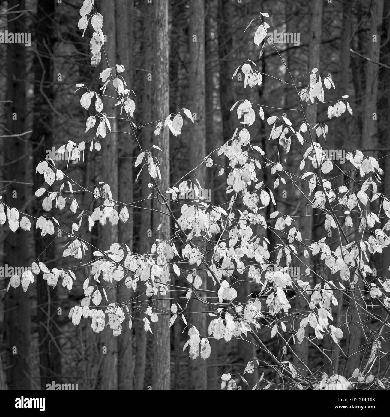 Active door Black and White Stock Photos & Images - Alamy