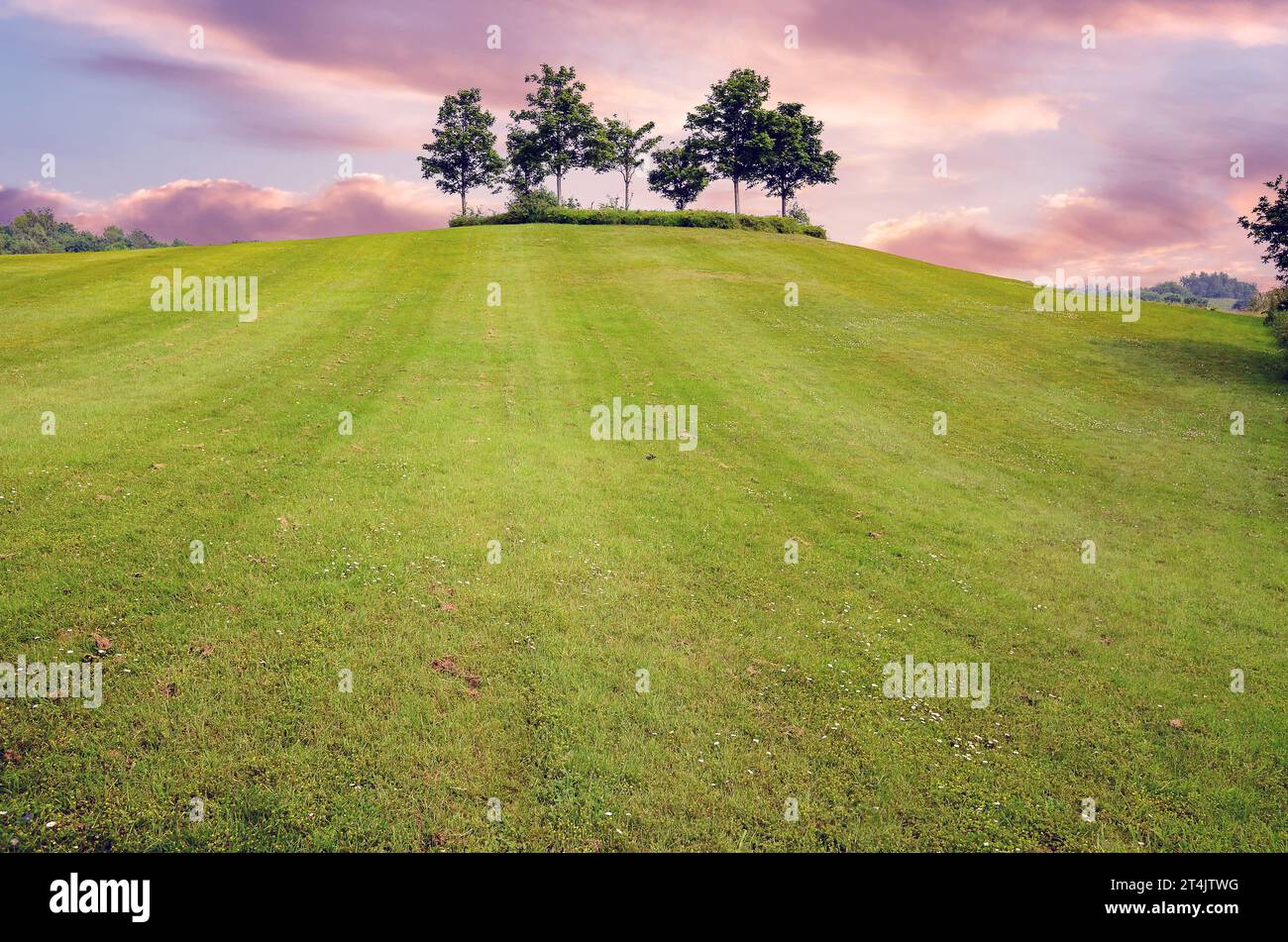 Row of trees in a field of grass hi-res stock photography and images ...