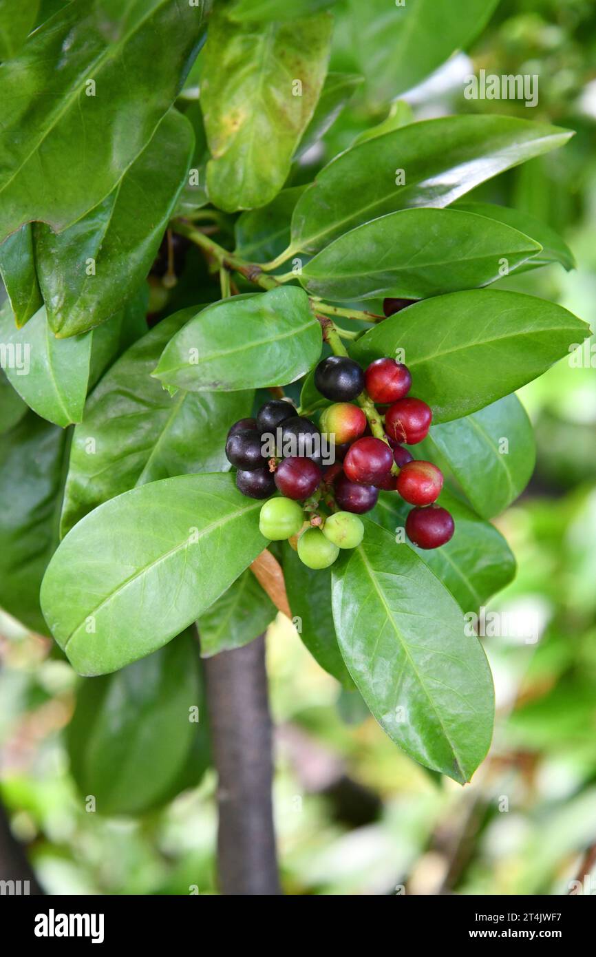 Bay cherry with green, red and black fruits Stock Photo - Alamy
