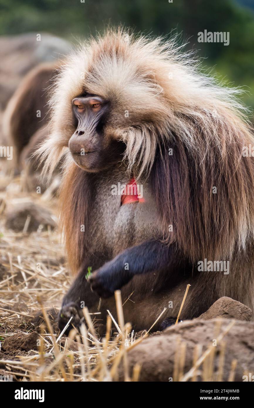 Gelada baboon close up hi-res stock photography and images - Alamy