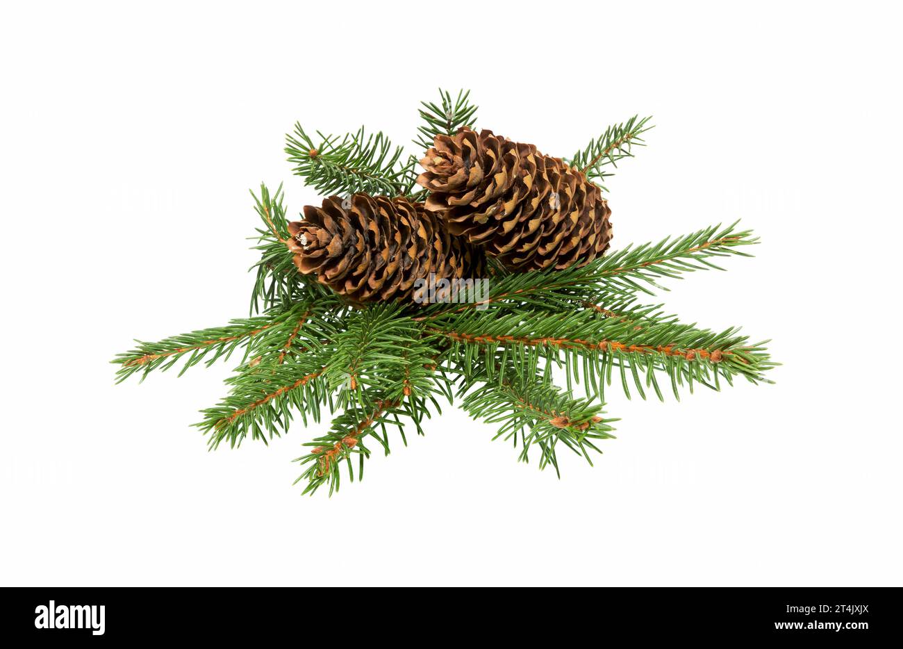 Close up evergreen branch Cut Out Stock Images & Pictures - Alamy