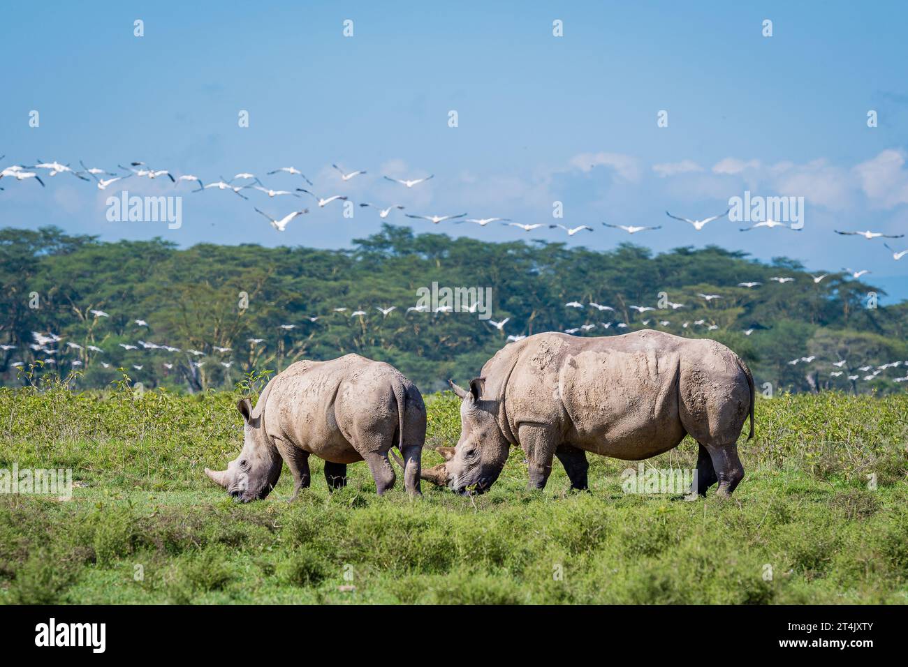 Two white rhinoceros grazing green grass with white birds flying in the ...