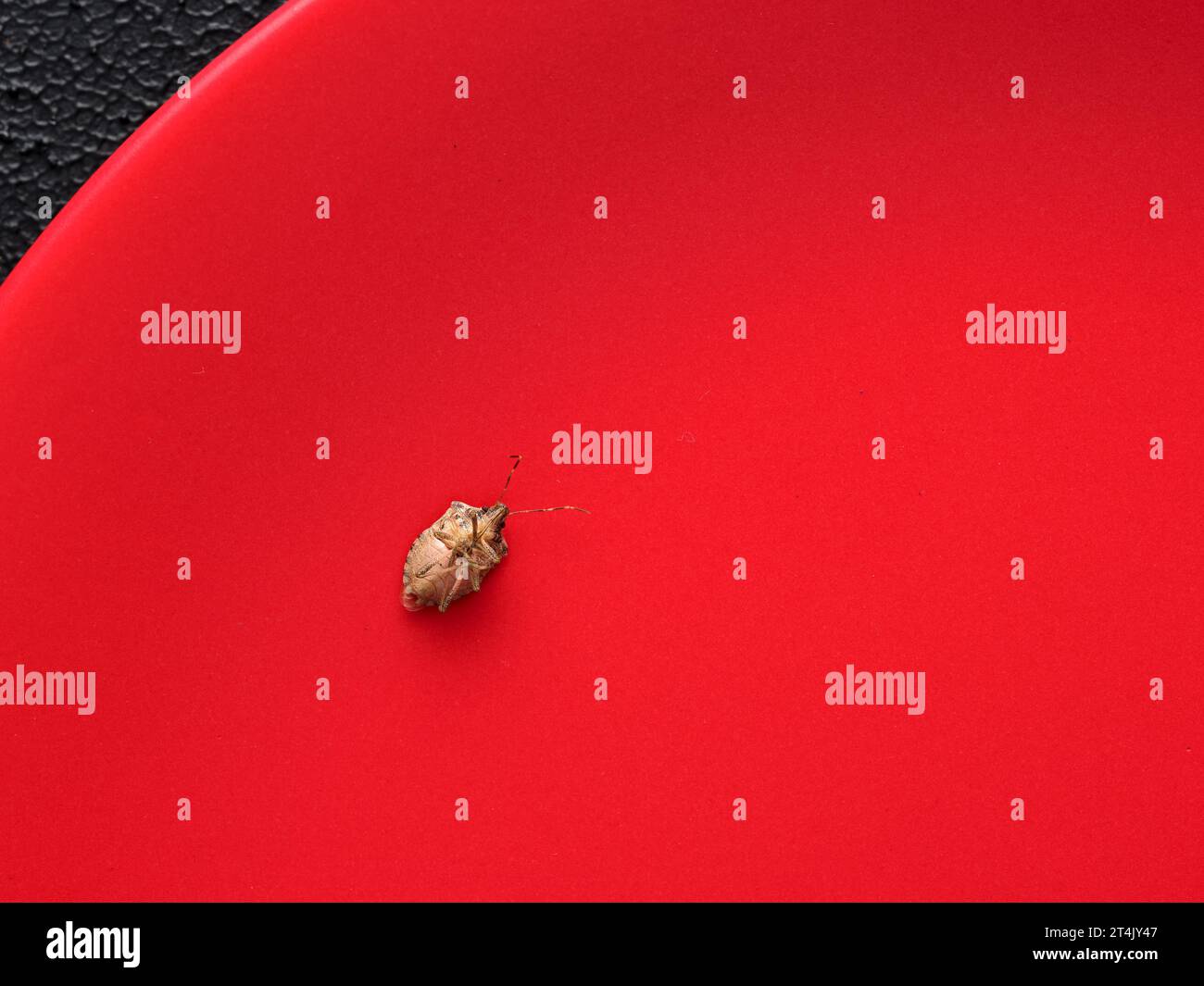 Dead brown marmorated stink bug on a red plate Stock Photo - Alamy