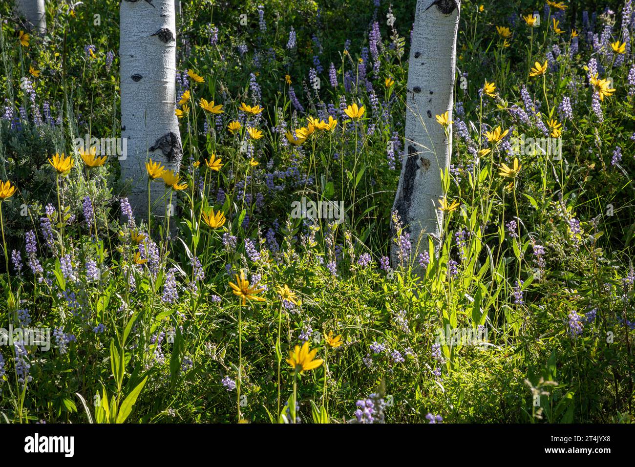 Aspen tree flower hi-res stock photography and images - Alamy