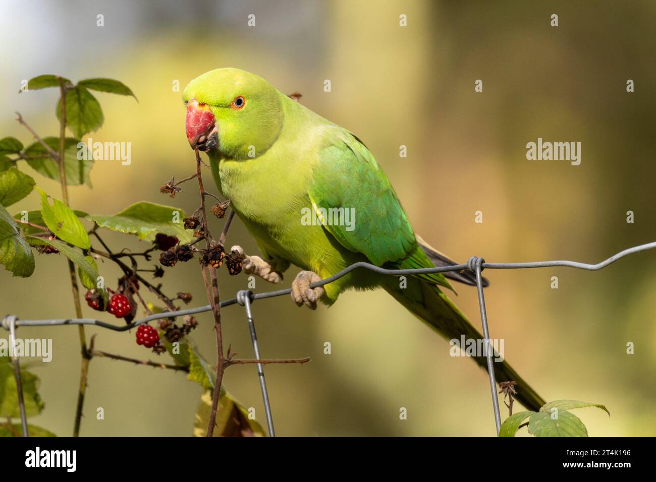 Ring necked parakeet, Psittacula krameri, also known as a Rose-ringed ...