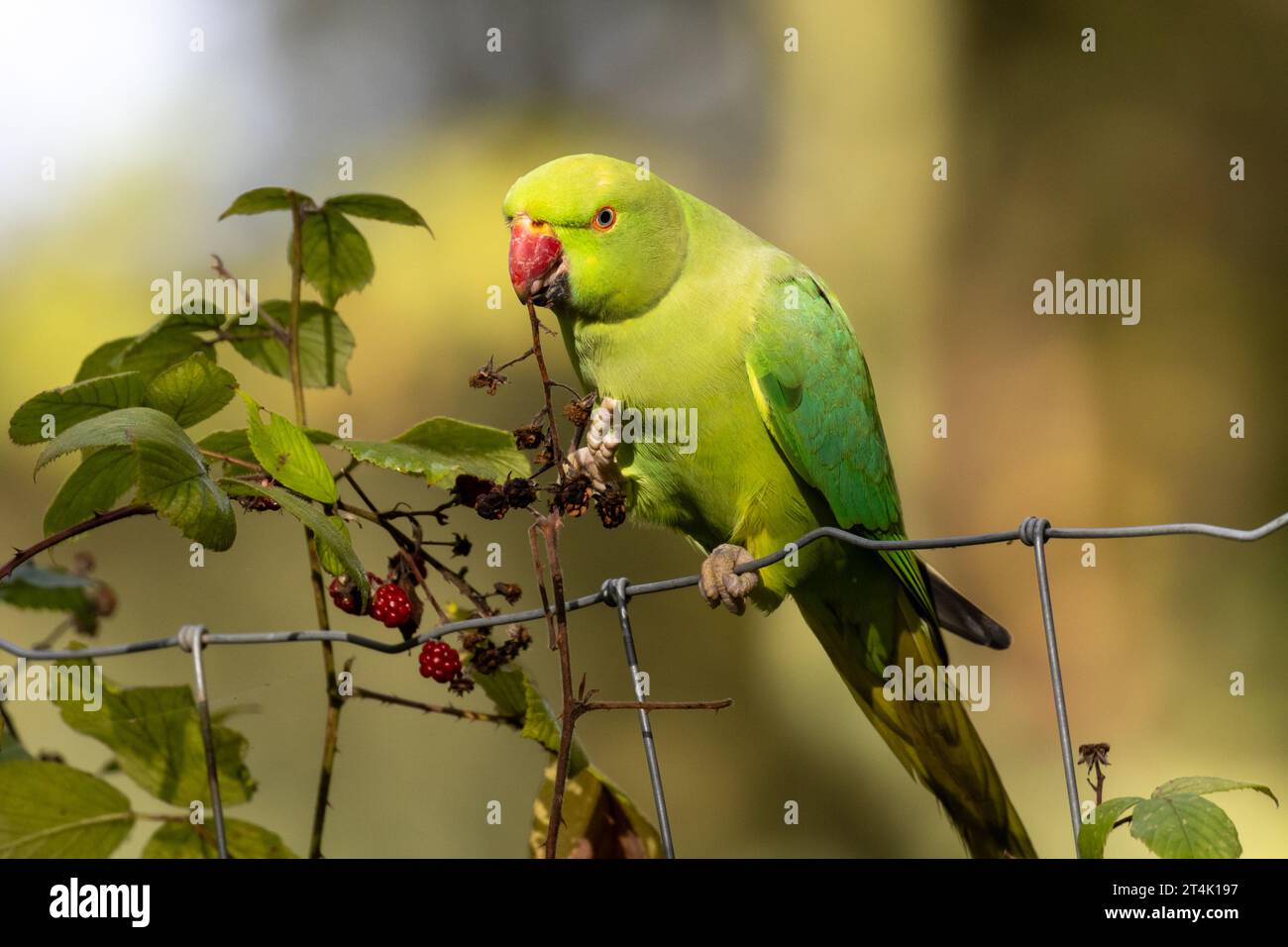 Ring-necked parakeet, Psittacula krameri, feeding on berries in London ...