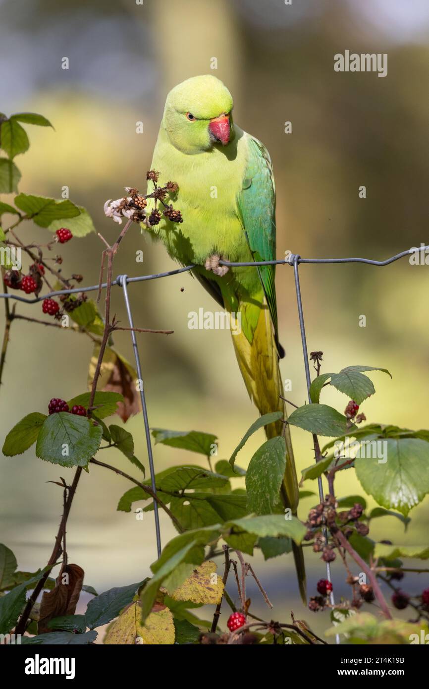 Ring necked parakeet, Psittacula krameri, feeding on berries in London ...