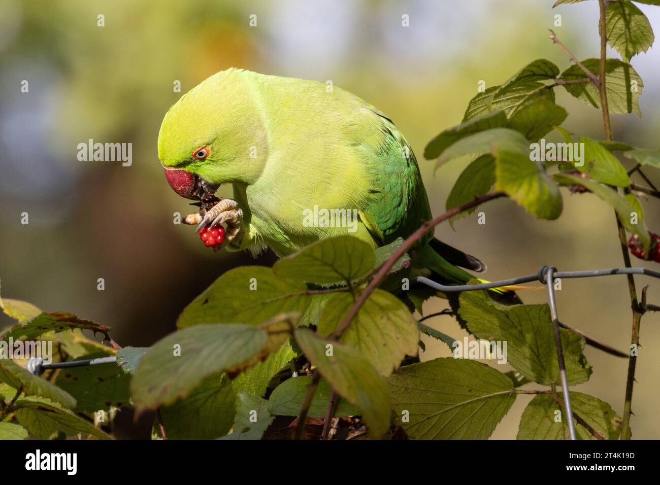 Ring necked parakeet, Psittacula krameri, feeding on berries in London ...