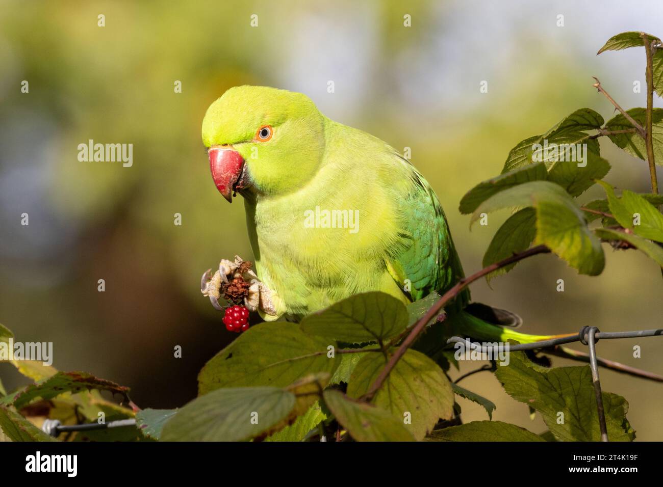 Ring necked parakeet, Psittacula krameri, feeding on berries in London ...