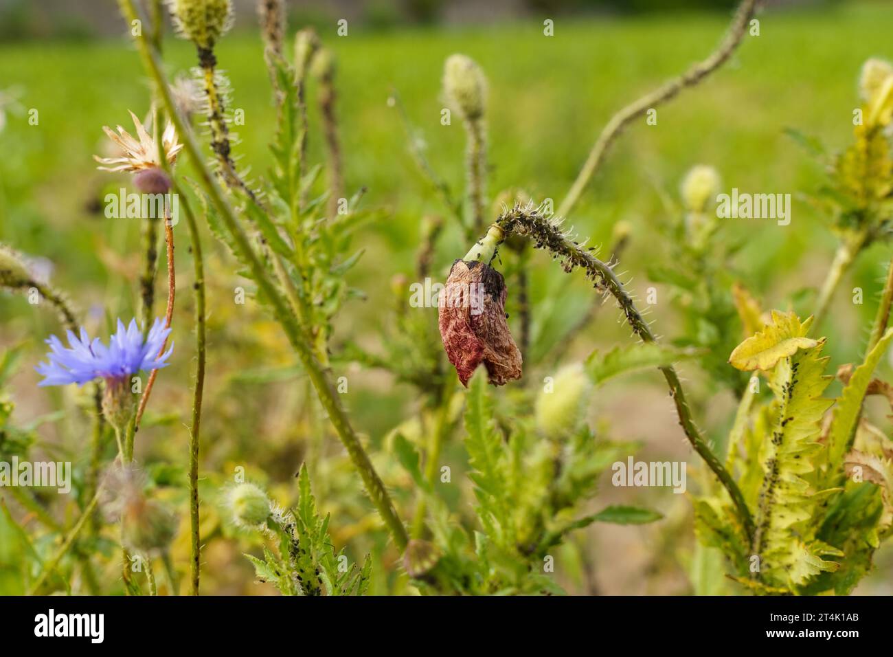 Withered poppy flower among the grass. As a symbol of the consequences ...