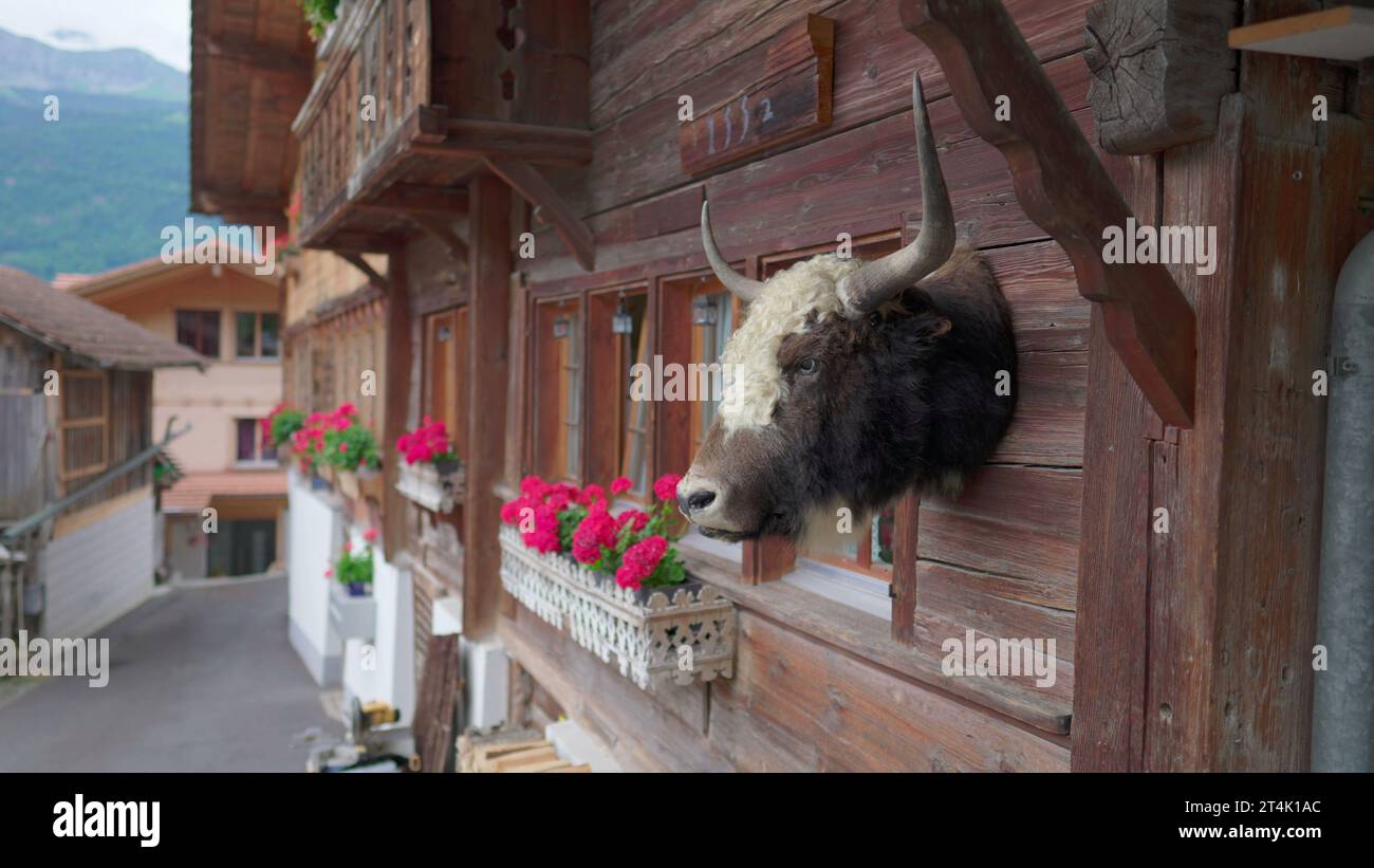 Taxidermy Bull Horns Adorning Exterior of Swiss Chalet, Rustic Animal ...