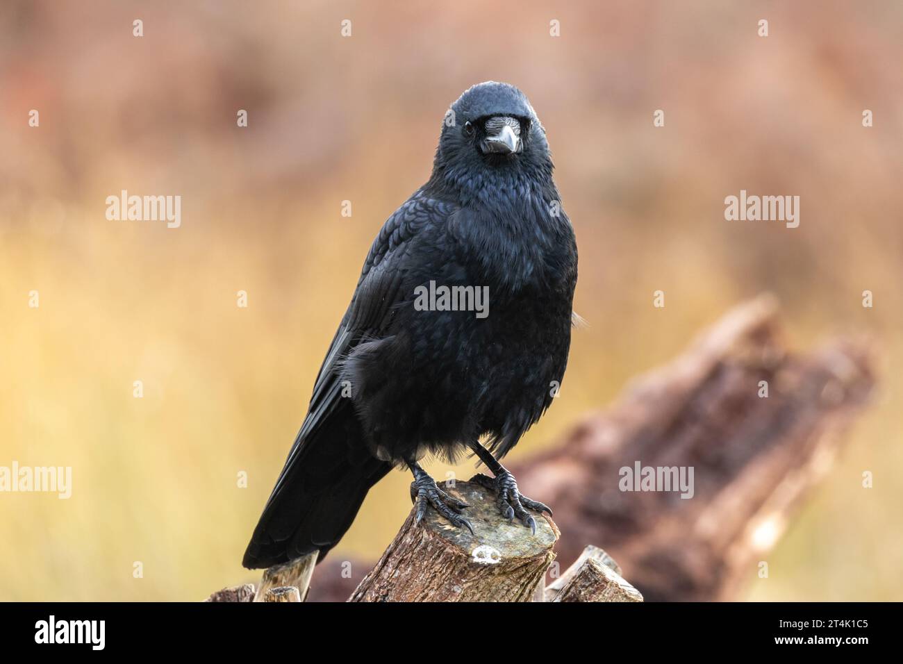 Carrion crow, Corvus corone, UK Stock Photo - Alamy
