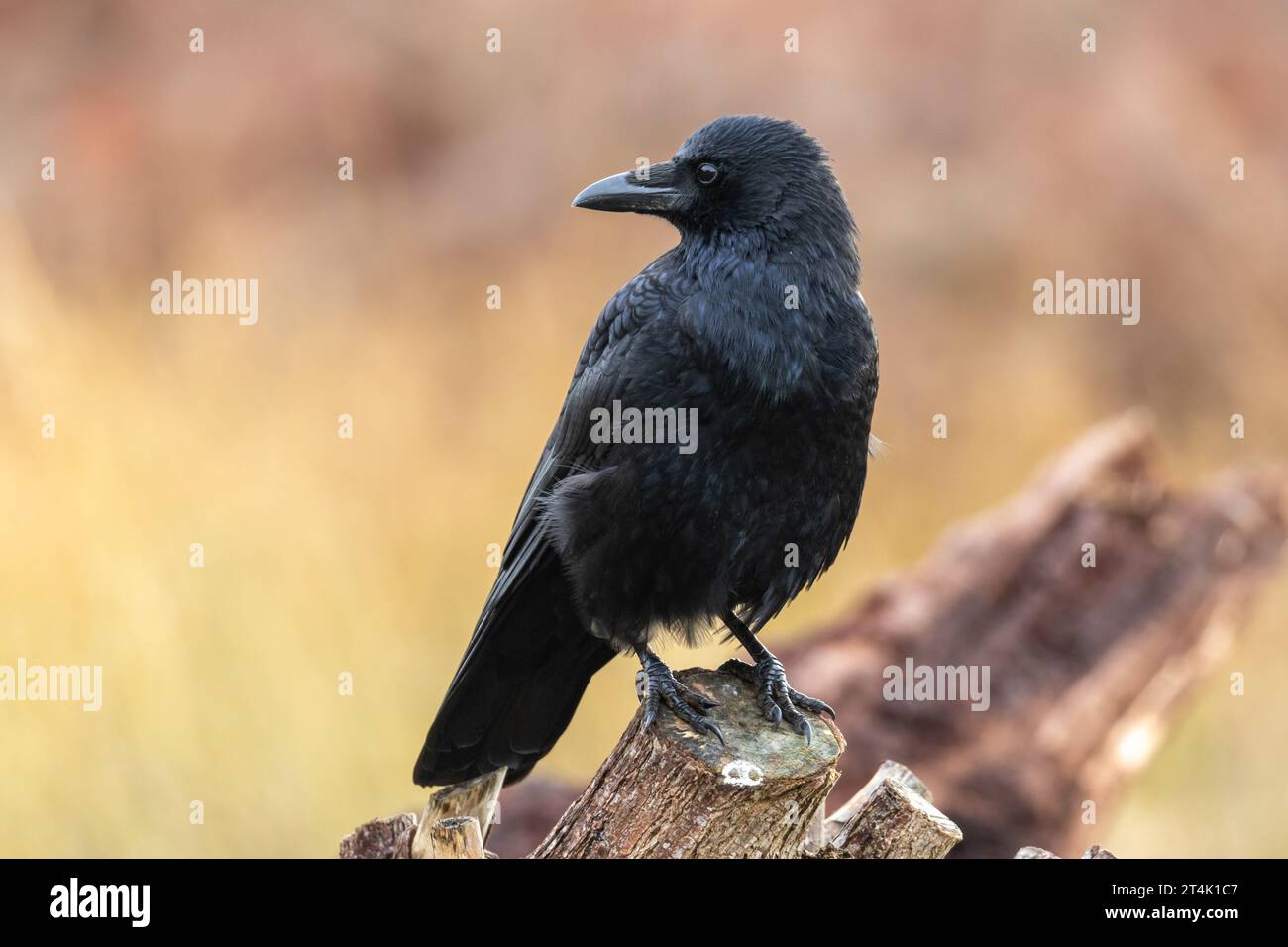 Carrion crow, Corvus corone, UK Stock Photo - Alamy