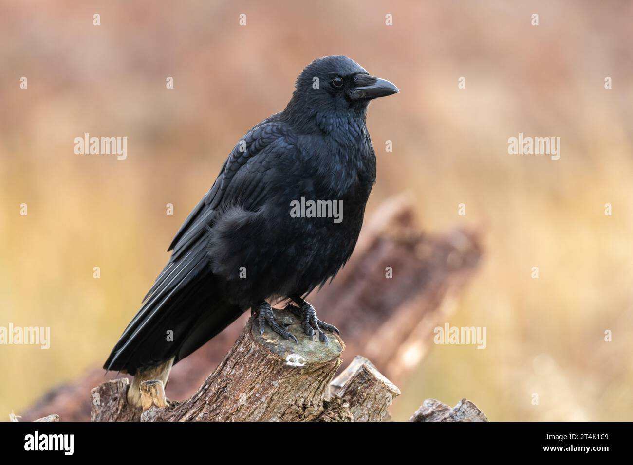 Carrion crow, Corvus corone, UK Stock Photo - Alamy