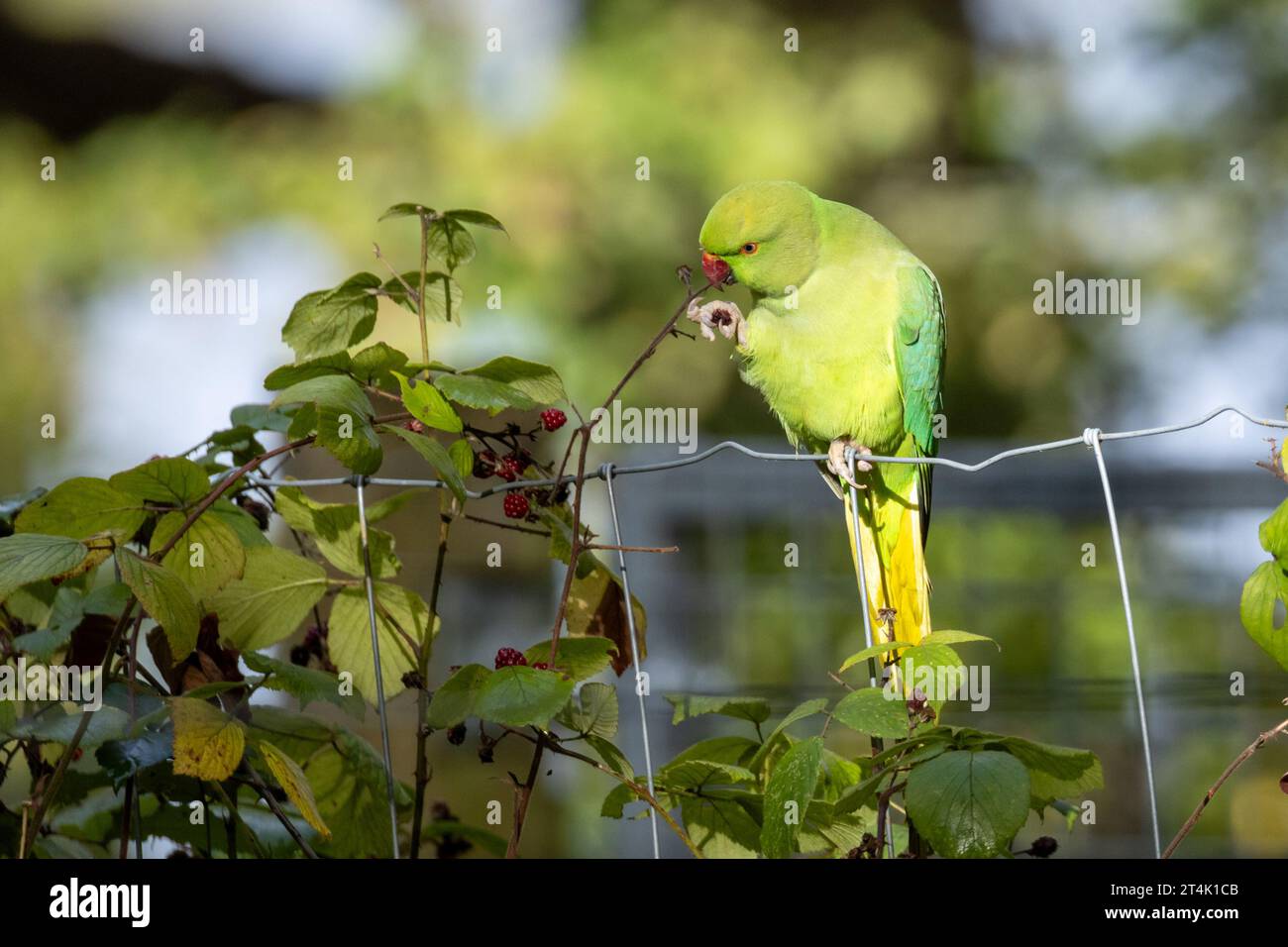 Ring necked parakeet, Psittacula krameri, feeding on berries in London ...