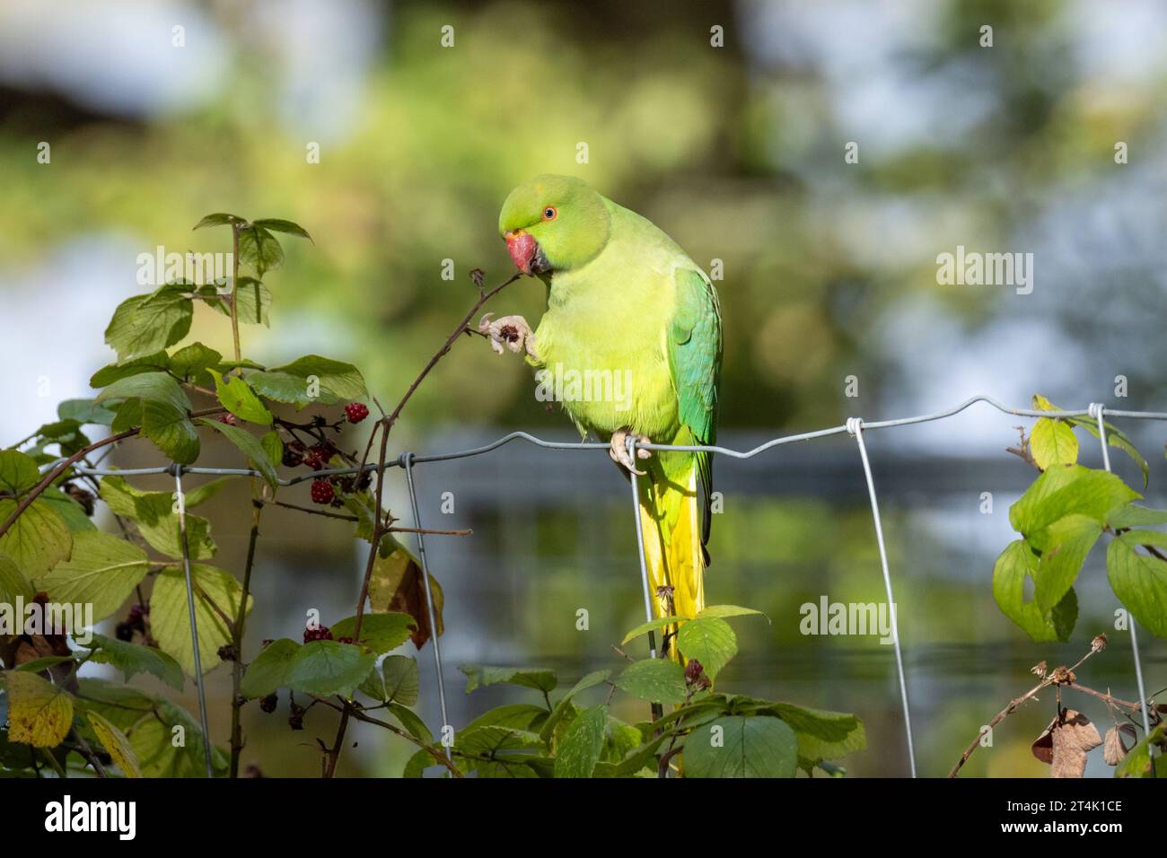 Ring necked parakeet, Psittacula krameri, feeding on berries in London ...