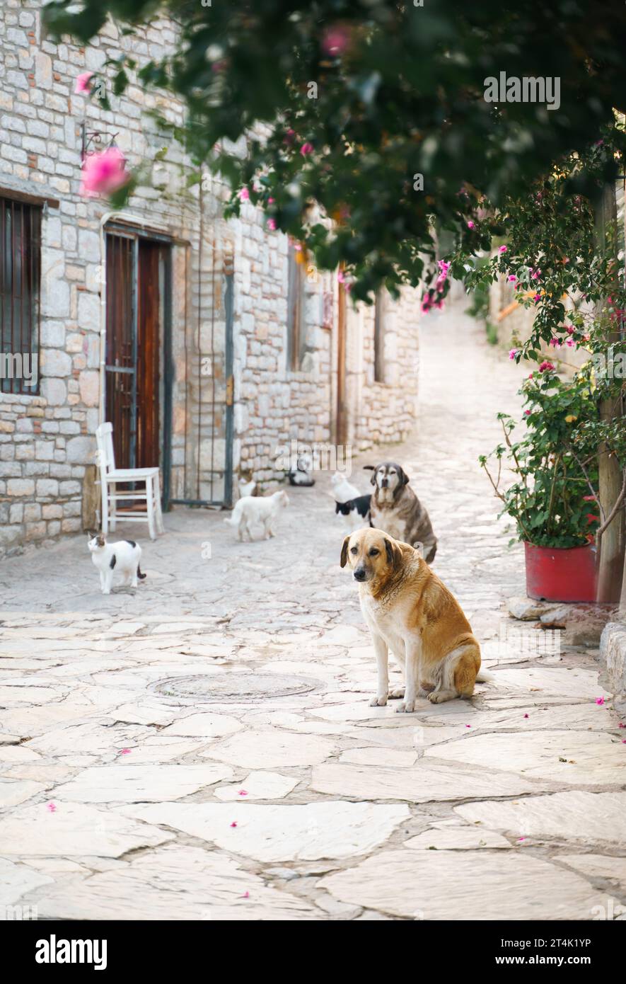Group stray dogs hi-res stock photography and images - Alamy