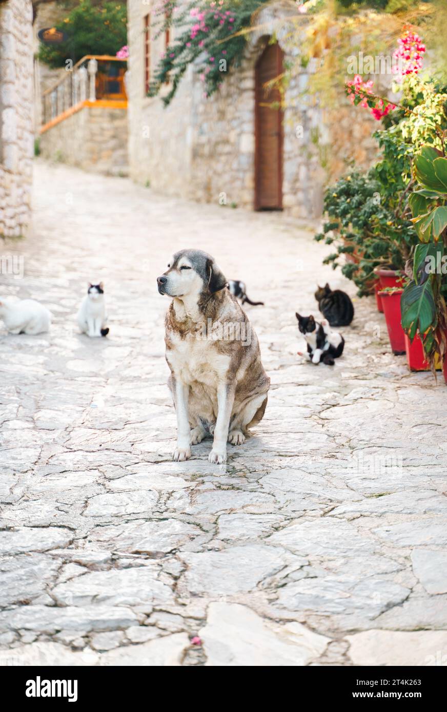 Sad Cats And Dogs Together