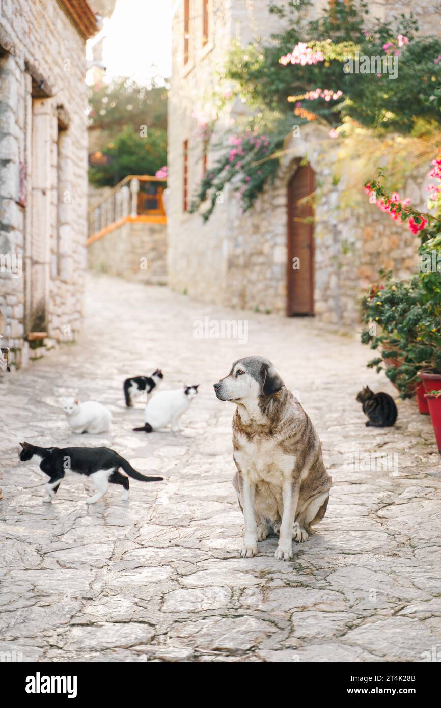 Group stray dogs hi-res stock photography and images - Alamy