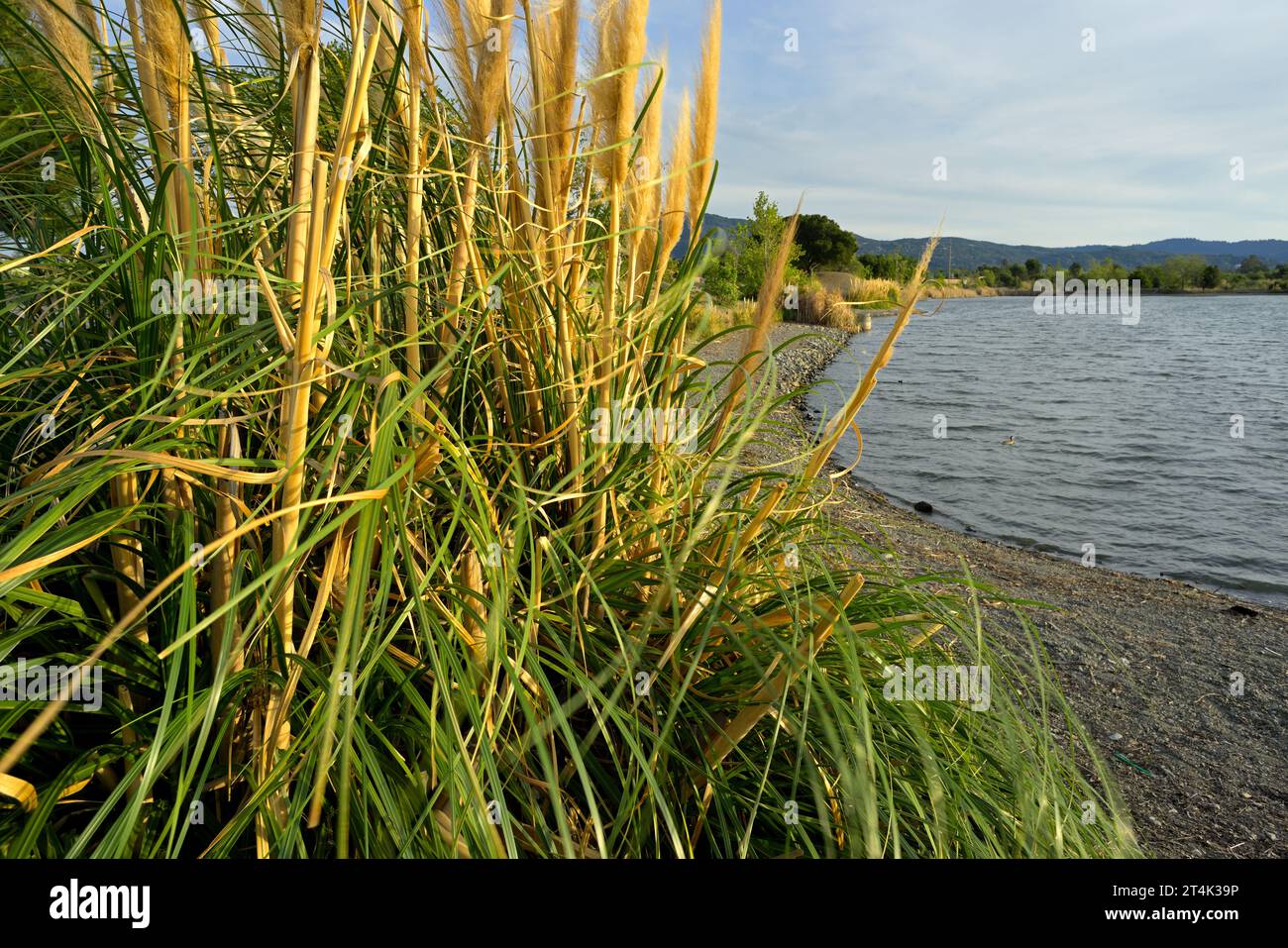 Vasona county hi-res stock photography and images - Alamy