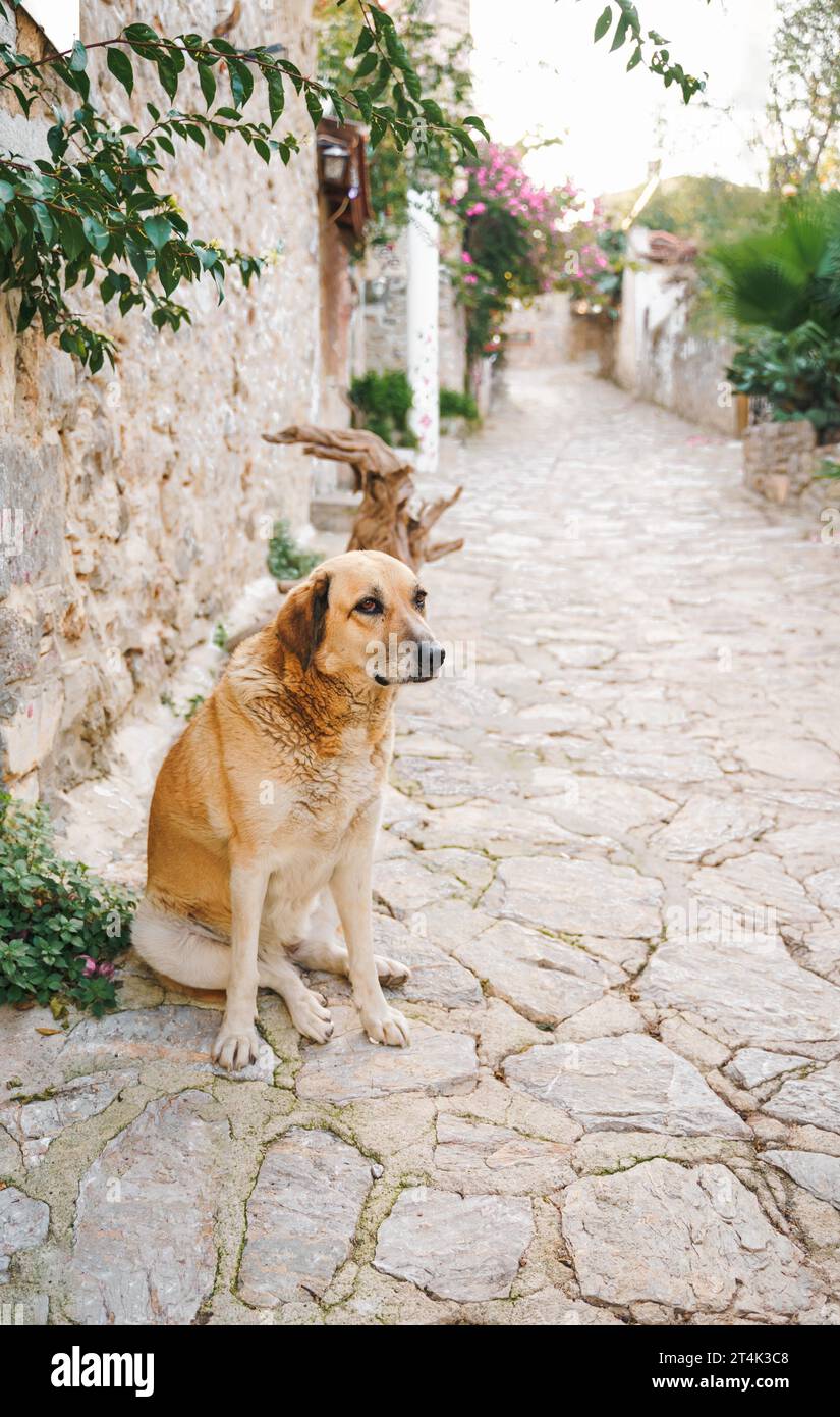Homeless animals seek shelter. Surviving dog wander street of village ...