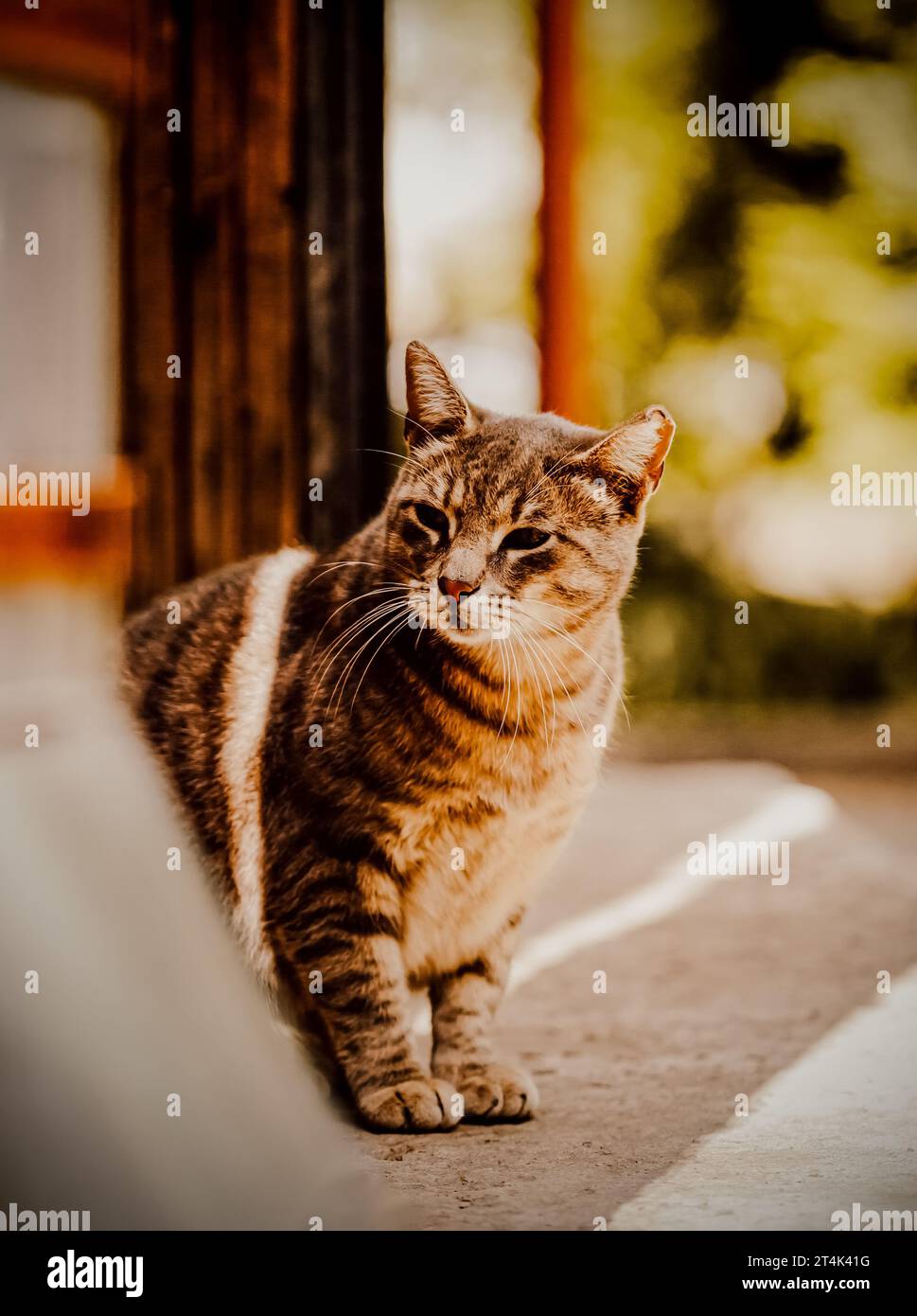 A tabby adorable cat sitting outdoors on a sunny summer day. It conveys ...