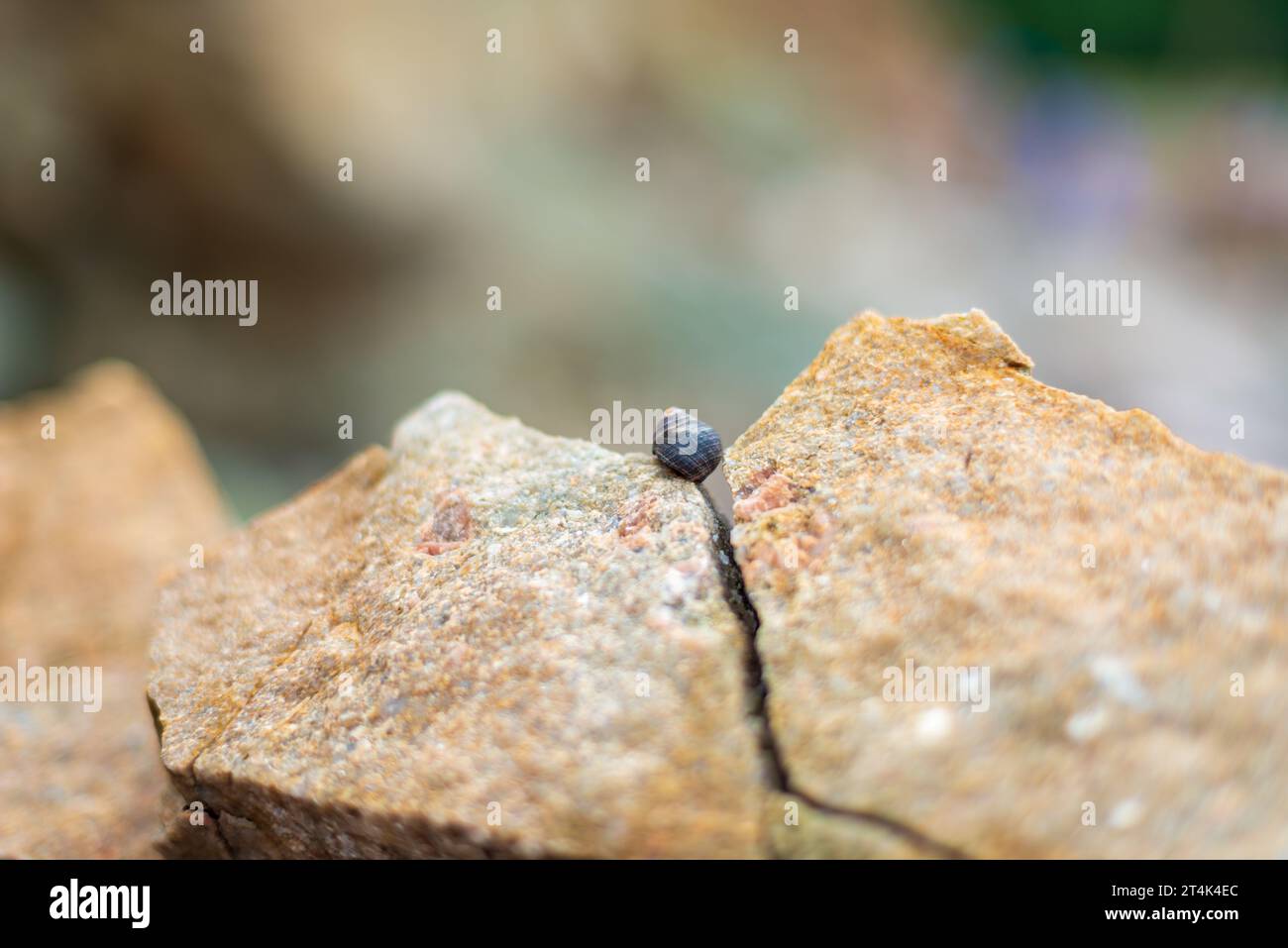 Rock snail sea shell hi-res stock photography and images - Alamy