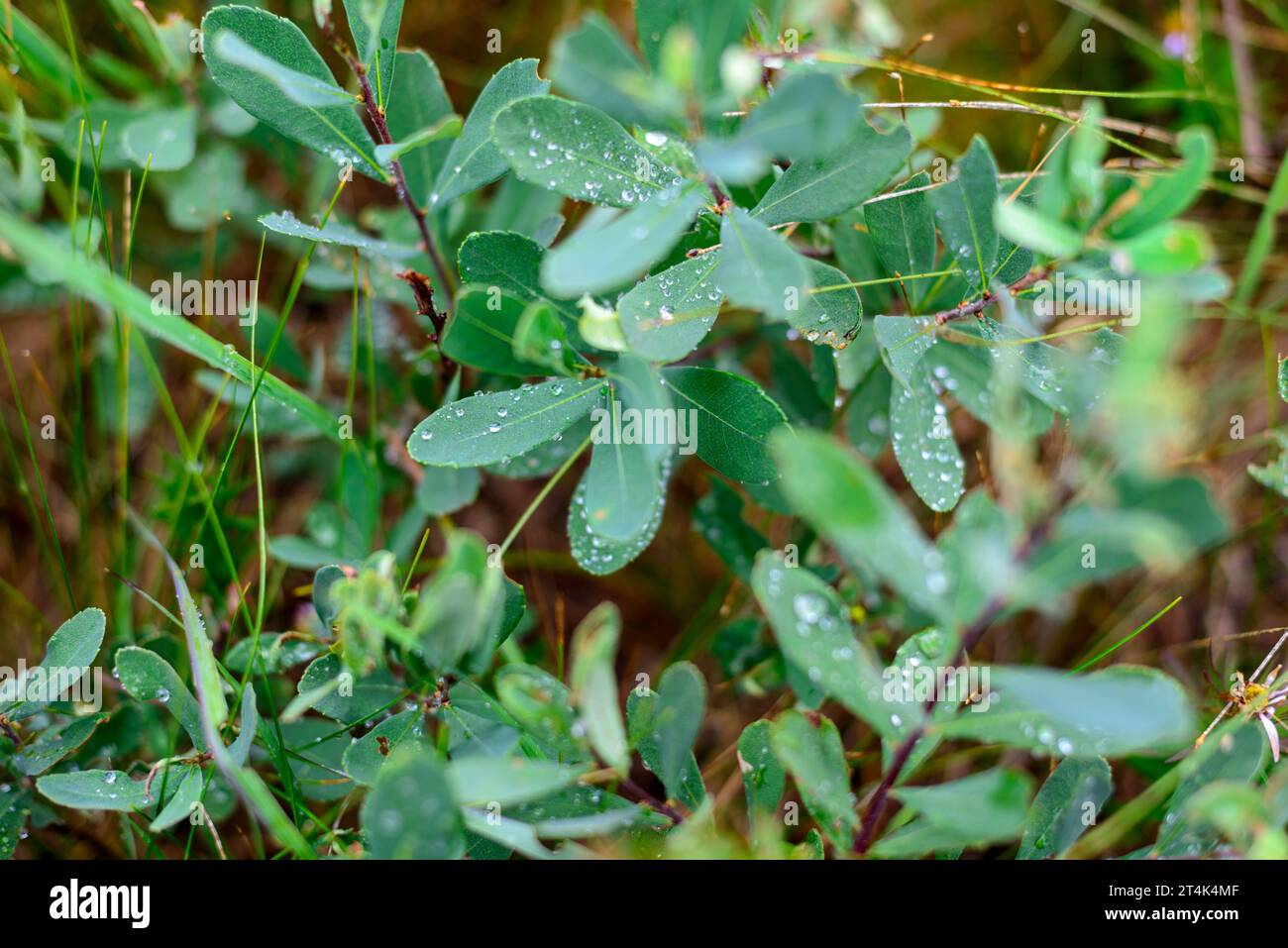 Rain in plants hi-res stock photography and images - Alamy