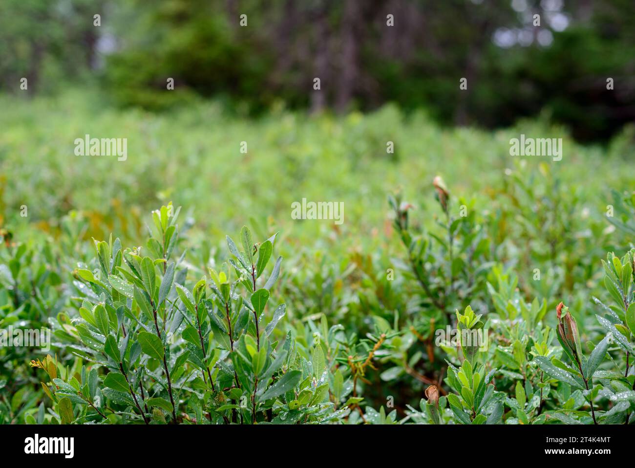 Water foreground focus plants hi-res stock photography and images - Alamy