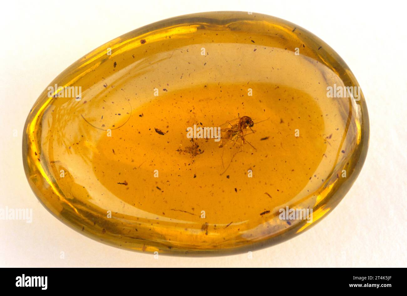 Fossil insect (Diptera) on an amber block Stock Photo - Alamy