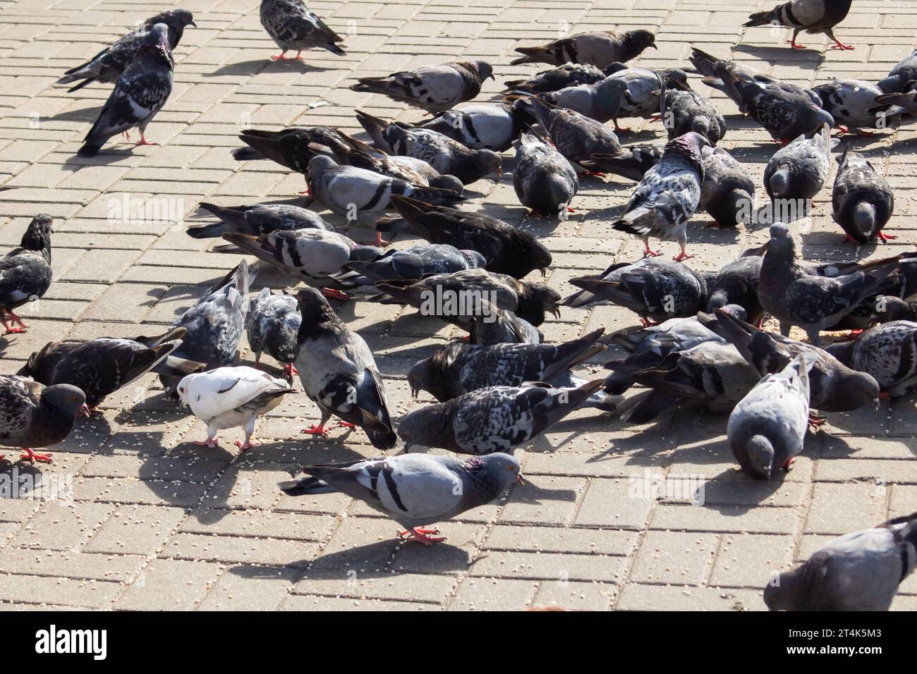 Group pigeons eating on city hi-res stock photography and images - Alamy