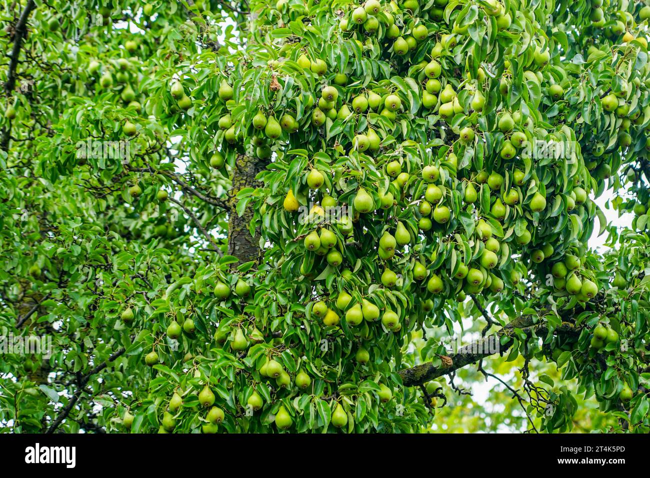 Branches of a large pear tree with many still green fruits, abundant ...