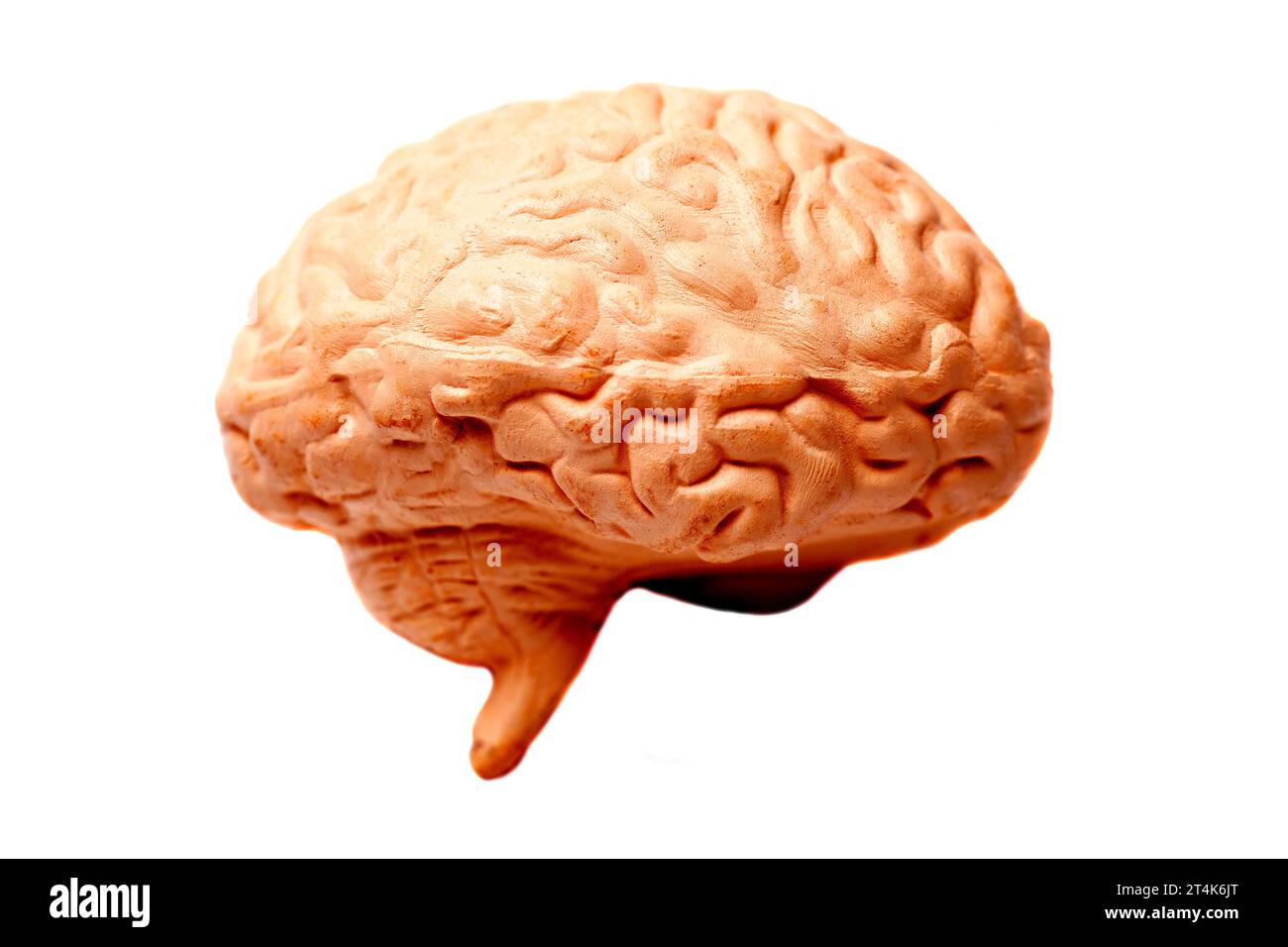 Human brain anatomical model isolated on white background Stock Photo ...