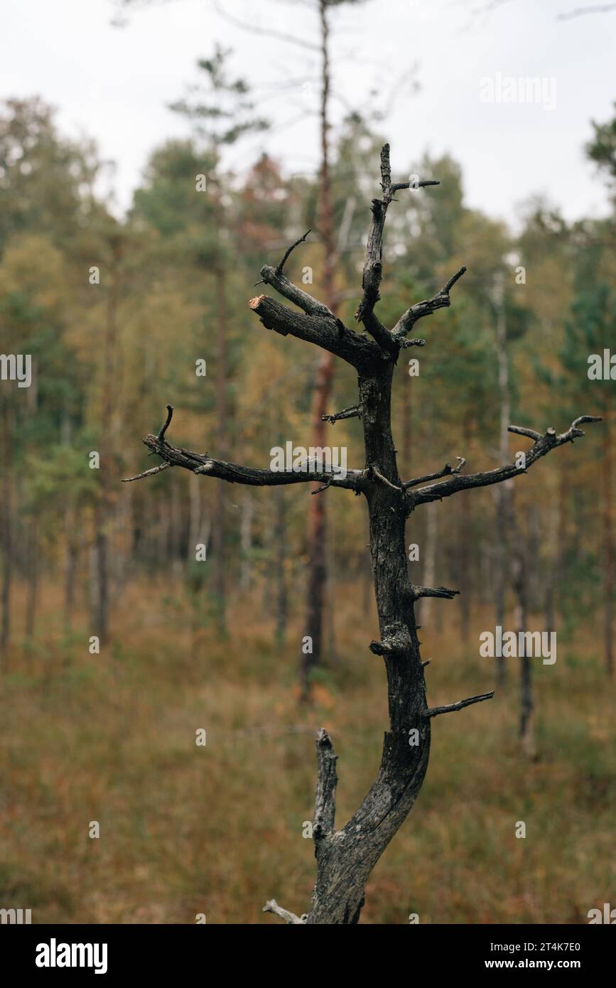 dry tree with cloudy sky, dead tree with blue sky and beatiful cloud ...