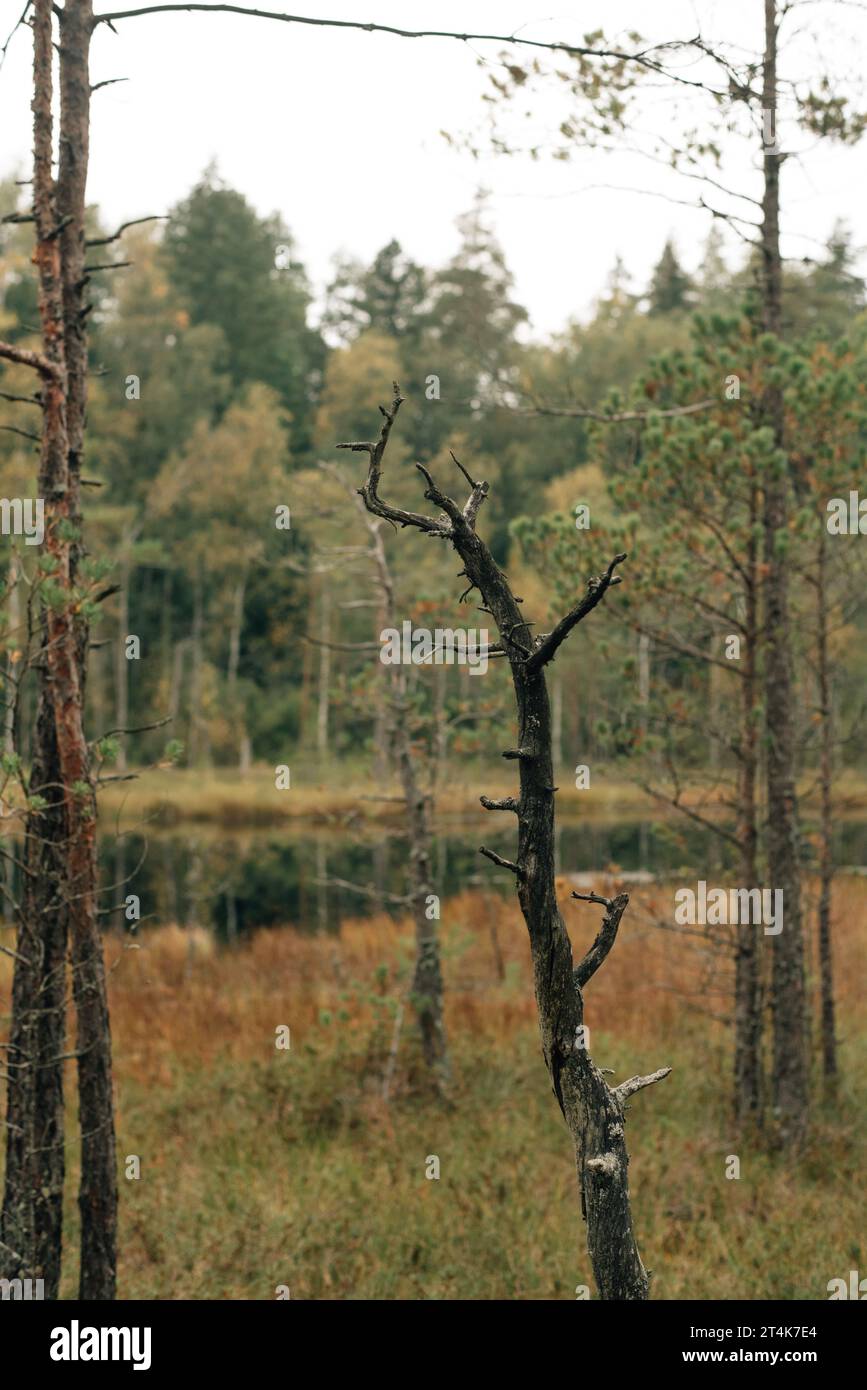 dry tree with cloudy sky, dead tree with blue sky and beatiful cloud ...