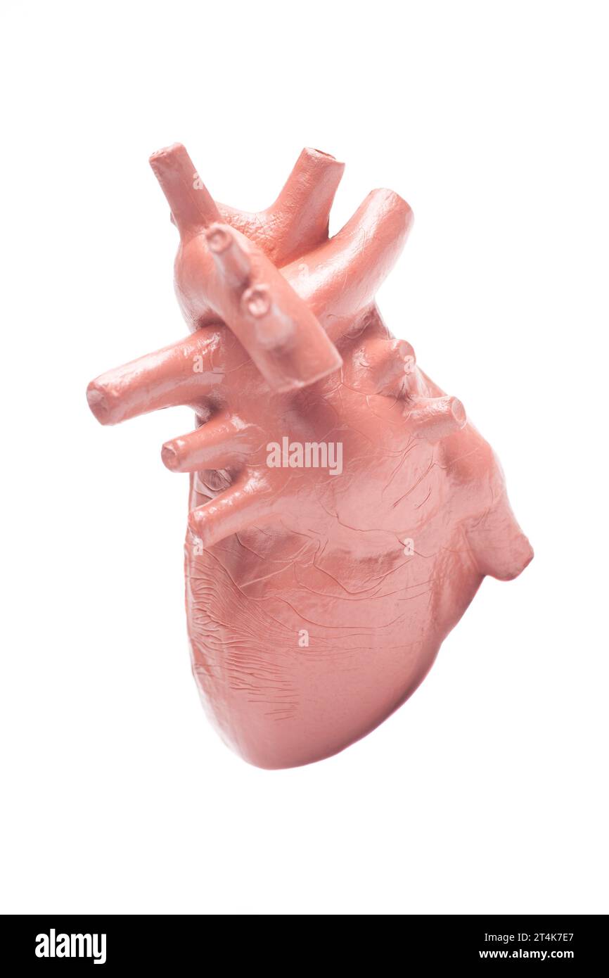 Human heart model isolated hi-res stock photography and images - Alamy