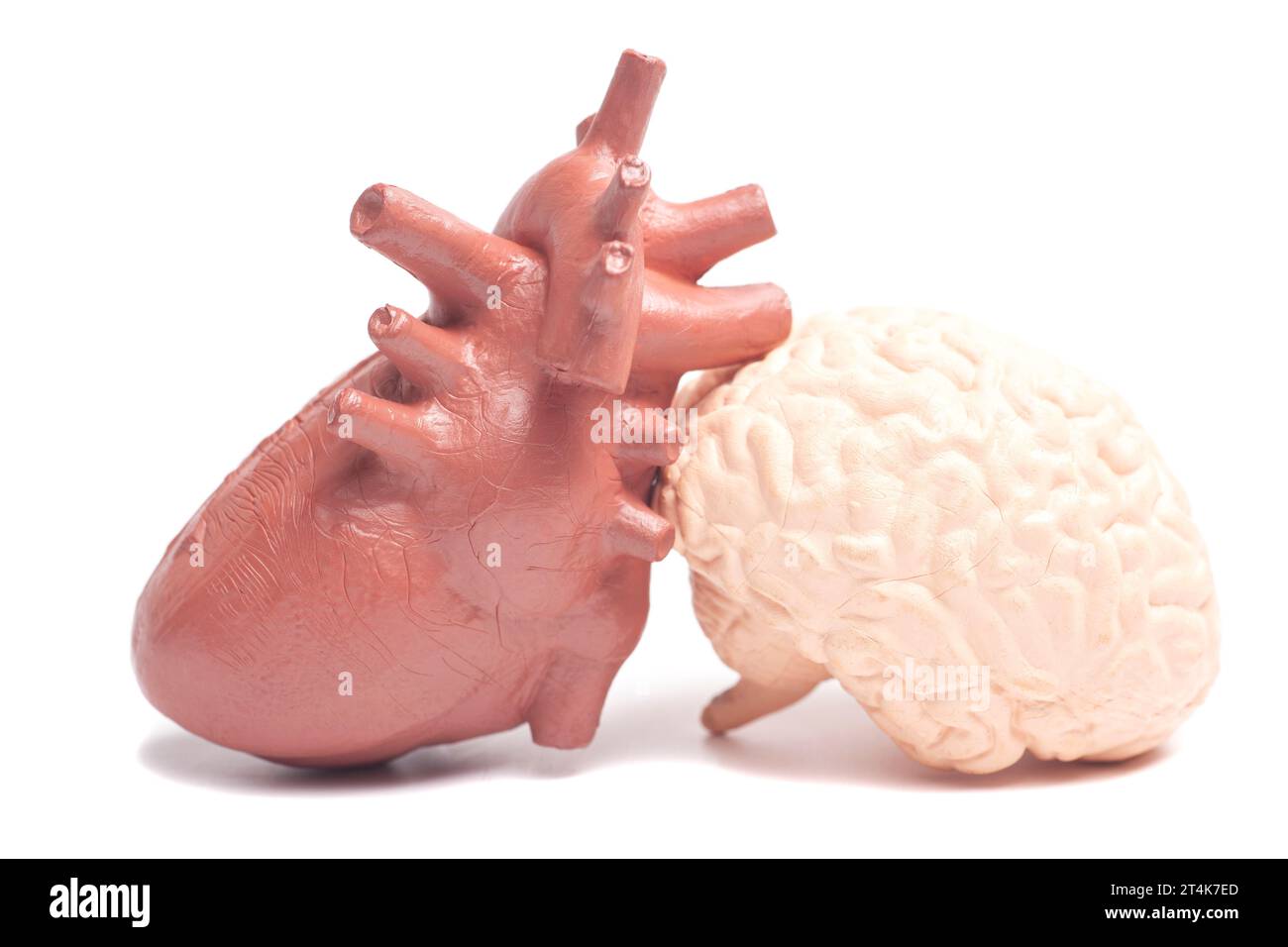 Human brain and heart, Medical, educational, anatomy and emotion ...