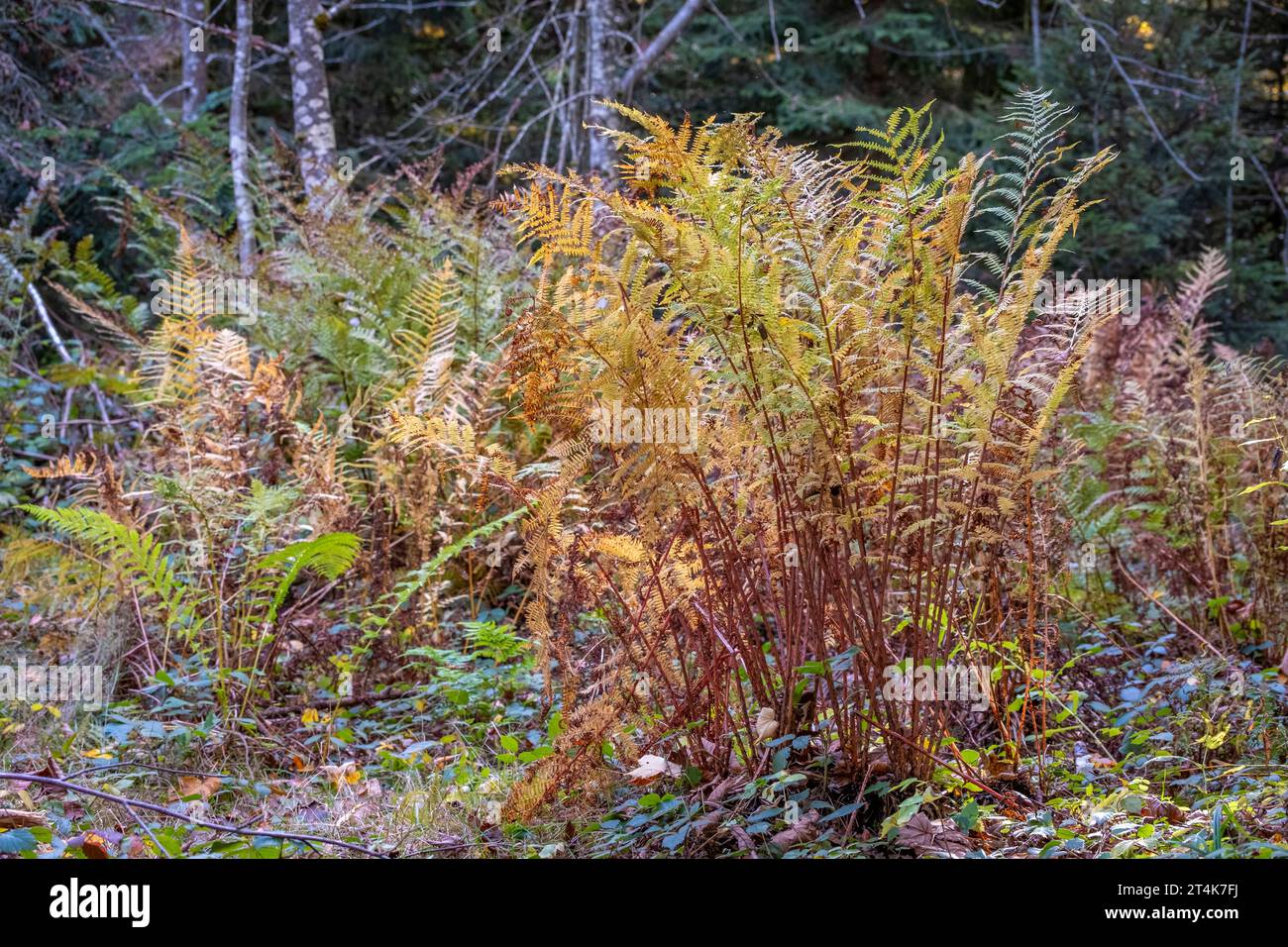 old fern and plants in the Fohramoos European Protection Area in ...