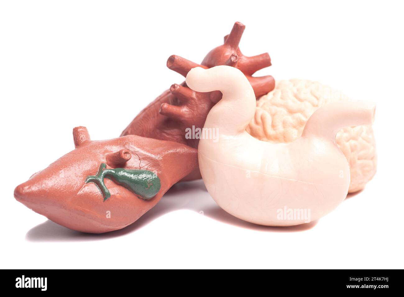 Human internal organs isolated on white background. Medicine and ...